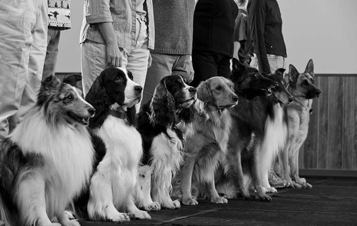 Animal Clubs & Associations Insurance Program | Amwins