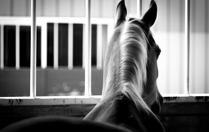 Animal Mortality Insurance Program | Amwins